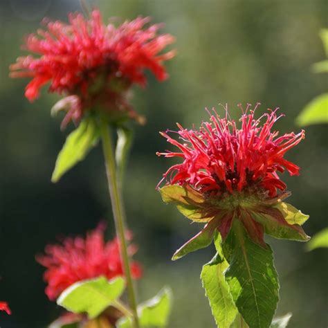 Native To North America Us Native Plants