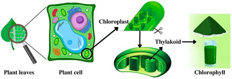 How Do Plants Use Chlorophyll At Skye Potts Blog