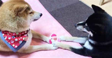 「間違いない、絶対に犬語はある（確信）」おもちゃを巡って話し合いで平和に解決しようとする柴犬たちが話題に！ 9ポスト