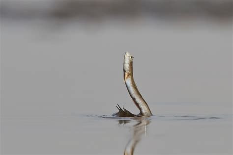 Learnings From The Field Saurabh Desai Nature Infocus