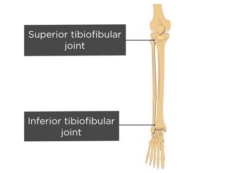 15 Tibia And Fibula Diagram