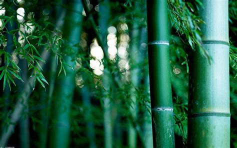 Download Bright Green Bamboo Hd Wallpaper