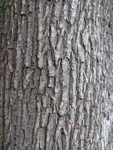 Close Up Of Tree Bark Showing Deep Grooves And Gray Tones Free Stock Photo FreeImages