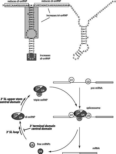 In Vitro Reconstitution Of Yeast Splicing With U4 Snrna Reveals Multiple Roles For The 3′ Stem Loop