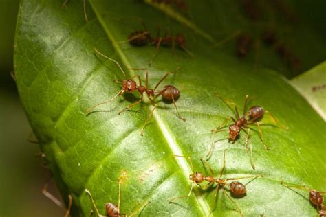 Close Up Red Ant On Leaf Tree In Nature At Thailand Stock Image Image Of Detail Green 152481205