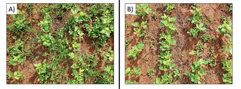 Advantages Of Using Pre Emergent Herbicides Cultivar Magazine