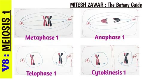 Meiosis Metaphase 1