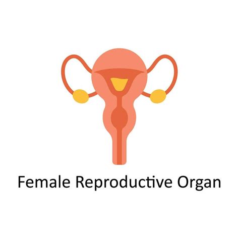 Female Reproductive Organ Vector Flat Icon Design Illustration Medical