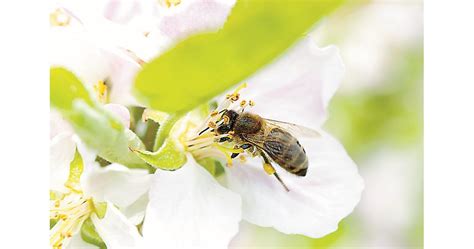 Пчелите и ябълките Български Фермер