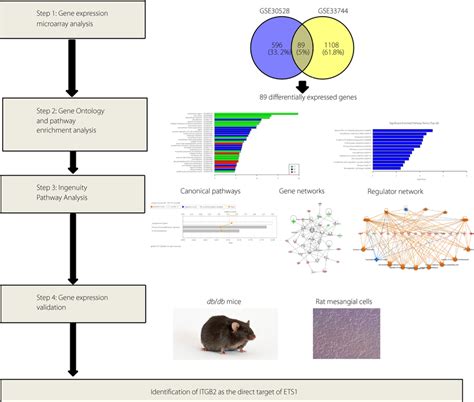Workflow Of The Study Ets1 E26 Transformation‐specific‐1 Itgb2