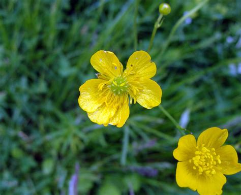 Лютик ядовитый 107 фото НА ДАЧЕ ФОТО