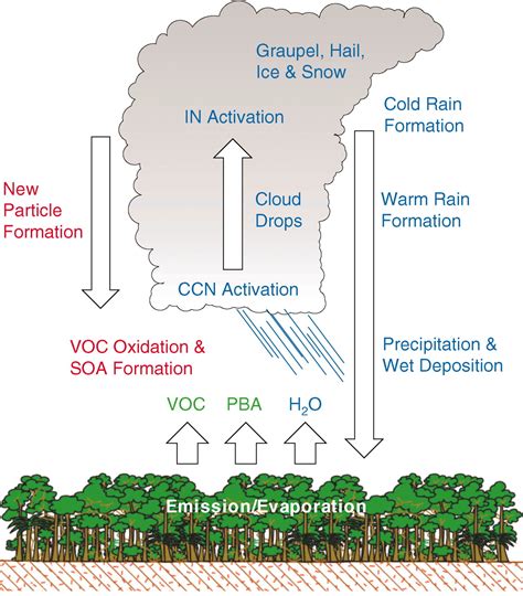 Rainforest Aerosols As Biogenic Nuclei Of Clouds And Precipitation In The Amazon Science
