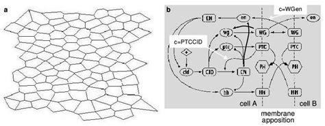 Modular Construction In Arbitrary Cellular Lattice Download Scientific Diagram