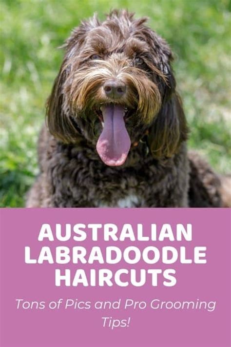 Top Pomapoo Haircuts With Pics And Diy Grooming Tips