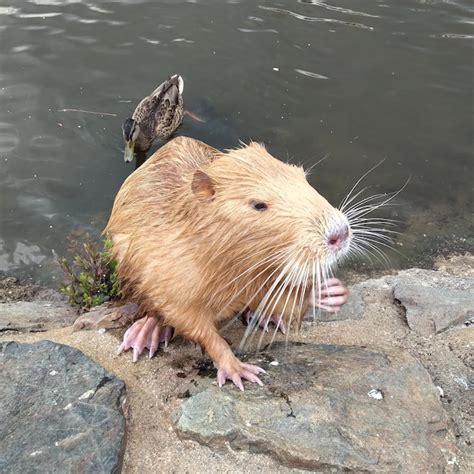 Premium Photo Blond Nutria