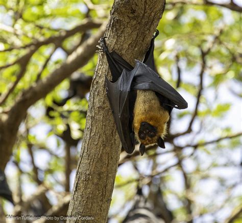 Exploring Thailand Part 2 Flying Foxes Seek Sanctuary With Monks