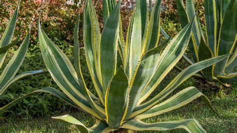 How To Grow And Care For Century Plant Agave Americana Planet Natural