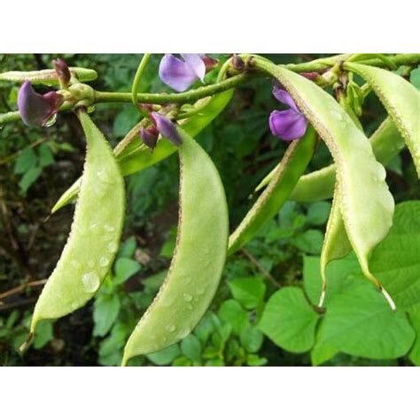 Isi 10 Biji Kacang Kara Super Seeds Benih Biji Lazada Indonesia