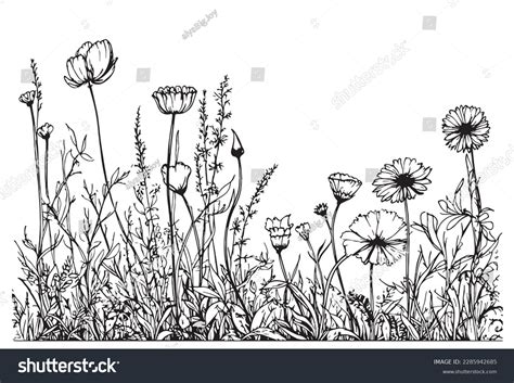 Wild Flower Field Hand Drawn Sketch Stock Vector Royalty Free Shutterstock