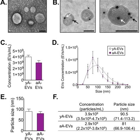 Identification And Characterization Of Extracellular Vesicles From