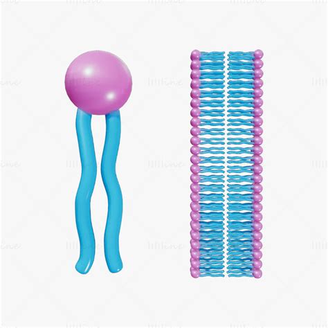 Phospholipid Structure 3d Model