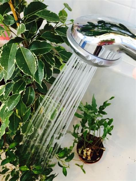 How To Clean Houseplants Getting Rid Of Dust