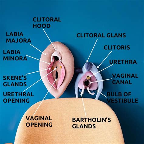 Vaginal Anatomy