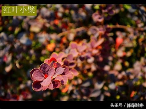 絳縣房前屋後的中草藥八十七紅葉小檗 每日頭條