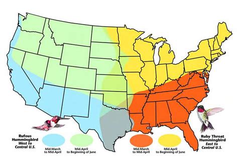 Hummingbird Migration Facts And Information Birdfeeders