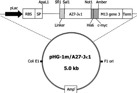 Schematic Representation Of The Phagemid Vector Phg 1m A27 J K 1 The