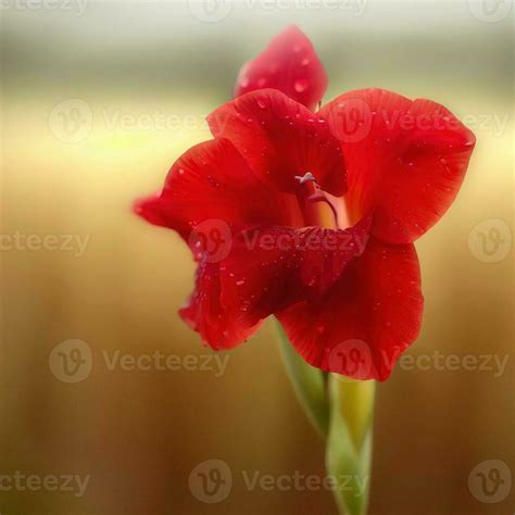 A Macro View Of The Gladiolus Highlights The Delicate Beauty Of Its