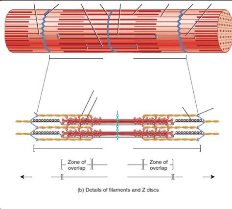 Sarcomere Diagram Quizlet