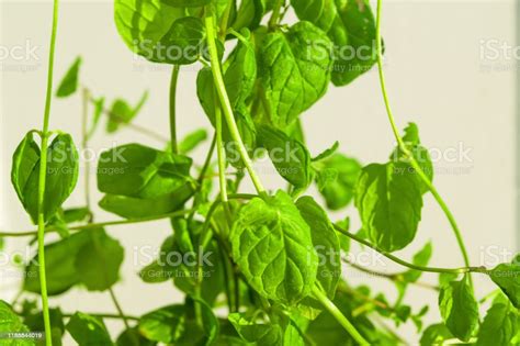 야외에서 자라는 신선한 녹색 잎과 약용 및 식품 허브 페퍼민트의 잔가지 요리 아로마 조미료 음식에 유용한 유기농 주방 재료 자연 건강 한 맛 0명에 대한 스톡 사진 및 기타