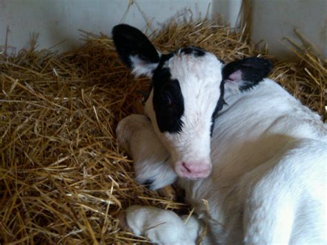 See What S Happening At Dial Dairy Farm Let S Talk About Sex