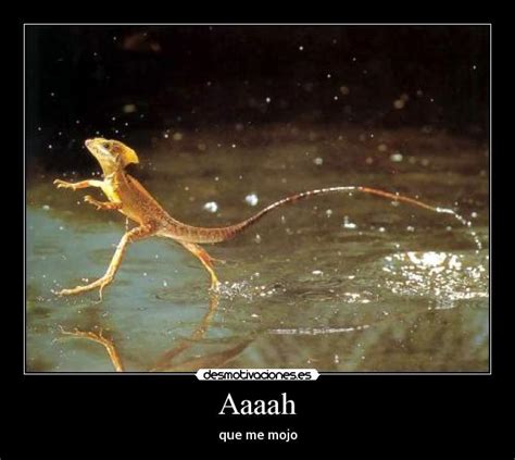 Imágenes Y Carteles De Mojo Desmotivaciones
