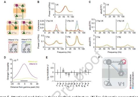 Figure 1 From Effects On Local V1 Microcircuits Explain Selective V1 V4 Semantic Scholar