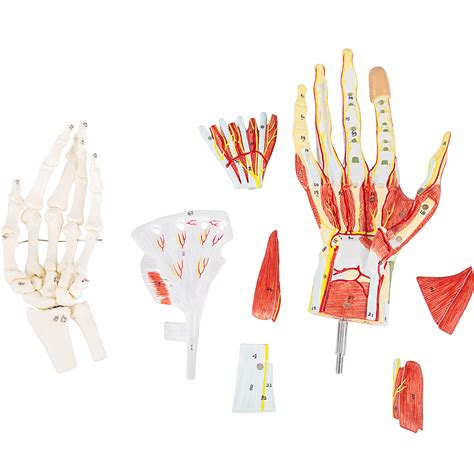 Vevor Anatomical Hand Model Ligaments 7 Part Model Hand For Anatomy