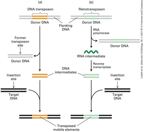 Hanaa Fayed On Linkedin Two Major Classes Of Mobile Elements ‼️ A Eukaryotic Dna Transposons…