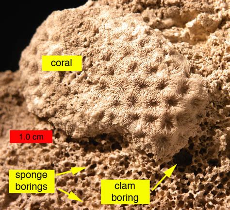 Woosters Fossils Of The Week Sponge And Clam Borings That Revealed An Ancient Climate Event
