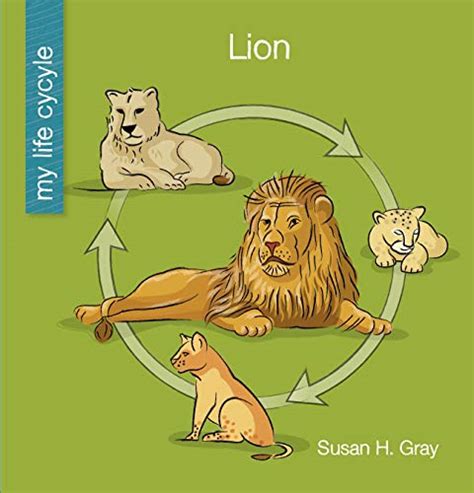 Lion Life Cycle And Parts Of The Lion 3 Part Cards Bl