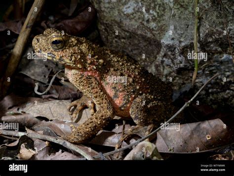 Asian Giant Toad River Toad Phrynoidis Asper In Cave Taman Negara