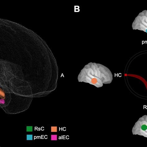 Hippocampus Exhibits Strong Resting State Functional Connectivity With