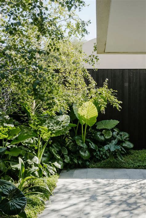 Top 5 Evergreen Trees With Non Invasive Roots Evergreen Trees Direct