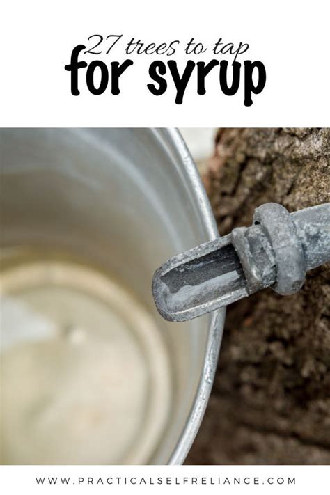 27 Trees To Tap For Syrup Wild Mushroom Recipes Smoked Food Recipes Survival Food