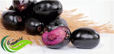 Jamblang Buah Mirip Anggur Yang Mulai Langka Yang Banyak Manfaatnya Media Hobi Dan Informasi