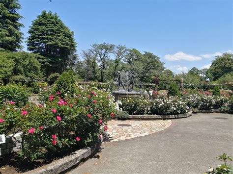 マルノブ on Twitter 里見公園の薔薇が見頃の様です 里見公園 薔薇 市川