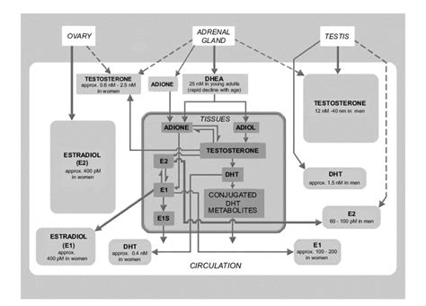 Production Of Sex Steroids From The Adrenal Precursors Download