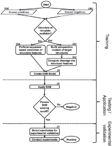 Figure 1 From Structural Bioinformatics Prediction Of Protease Substrates Using Sequence And