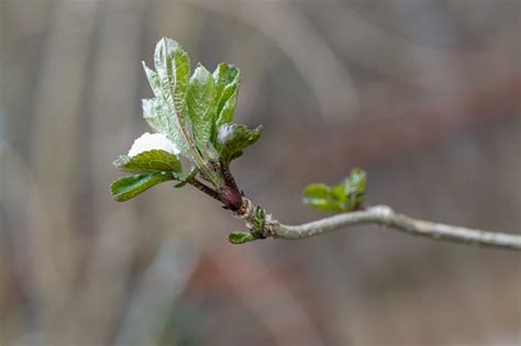 봄 식물 새싹 눈이 뿌려진 꽃 3 월 말 중부 유럽 식물은 겨울 휴식 후에 깨어납니다 하루 겨울 0명에 대한 스톡 사진 및 기타 이미지 Istock