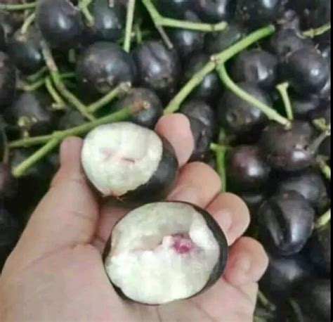 Buah Kupa Atau Gowok Segar Fress Lazada Indonesia